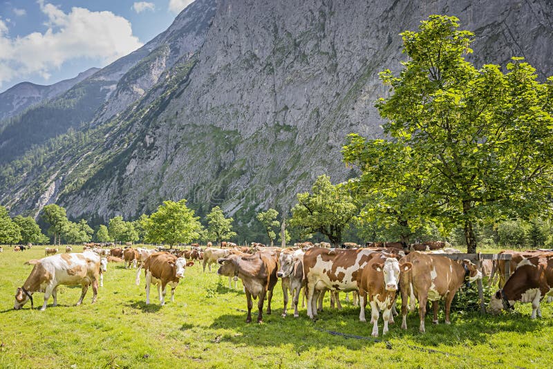 Flock of cows in alps stock photo. Image of highlands - 37417224
