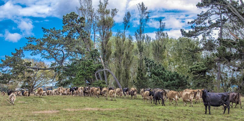 Flock of cows stock photo. Image of animal, meadow, outdoors - 54126340