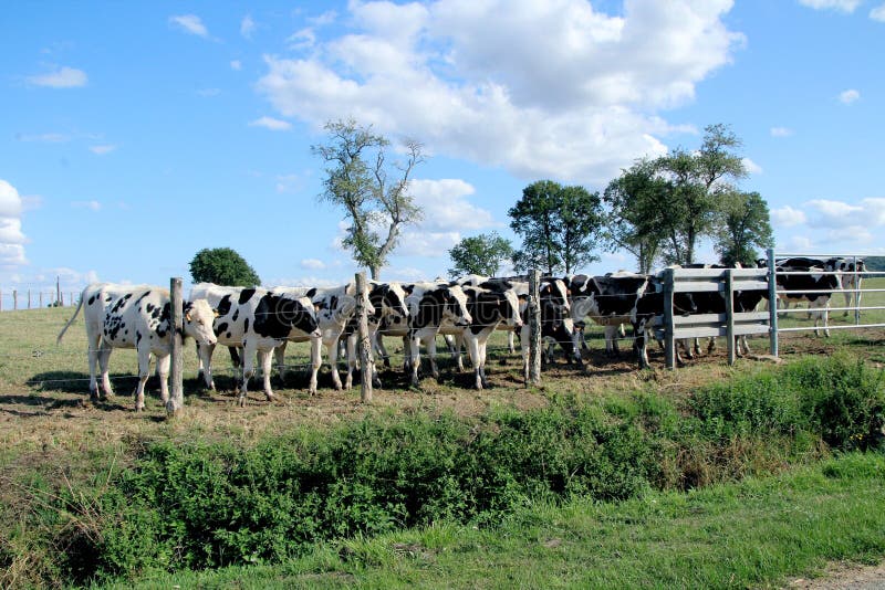 Cows Lined up for Lunch stock photo. Image of afternoon - 135497688