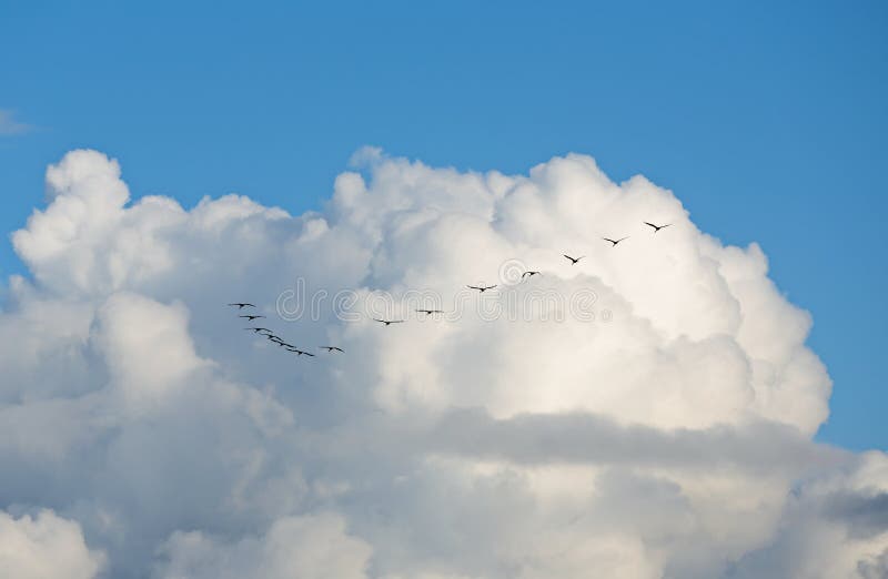 A Flock of Cranes Flying in Clouds Stock Photo - Image of nature ...