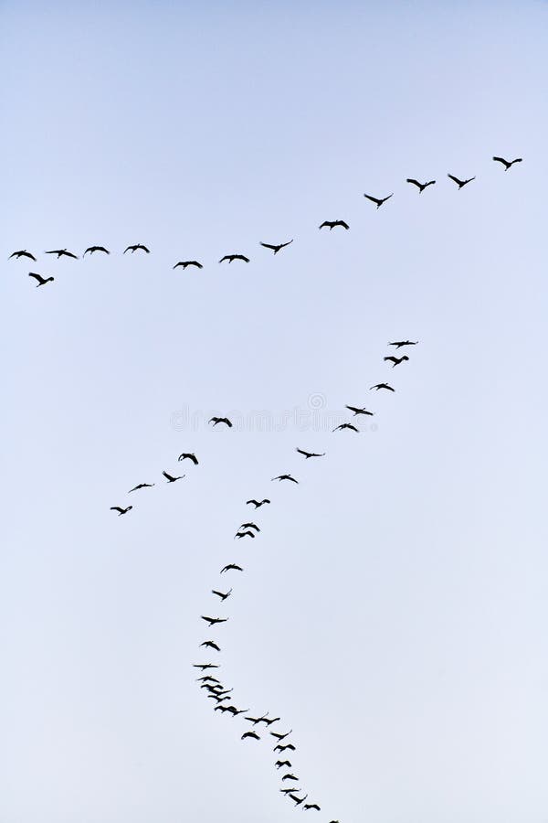 Flock of Cranes Flying To Place To Sleep Stock Photo - Image of large ...