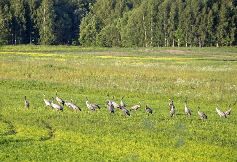A Flock of Cranes Graze on the Field in the Middle of the Summer. Stock ...