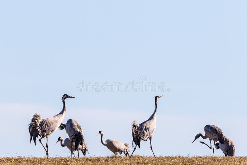 Flock of Cranes stock photo. Image of countryside, gray - 67417788