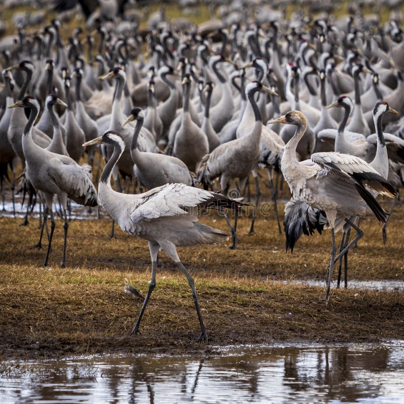Flock of Cranes in the Swamp Stock Photo - Image of water, swamp: 270040452