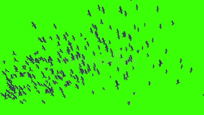 Flock of Crows Animals Birds Green Screen 3D Rendering Animation Stock ...