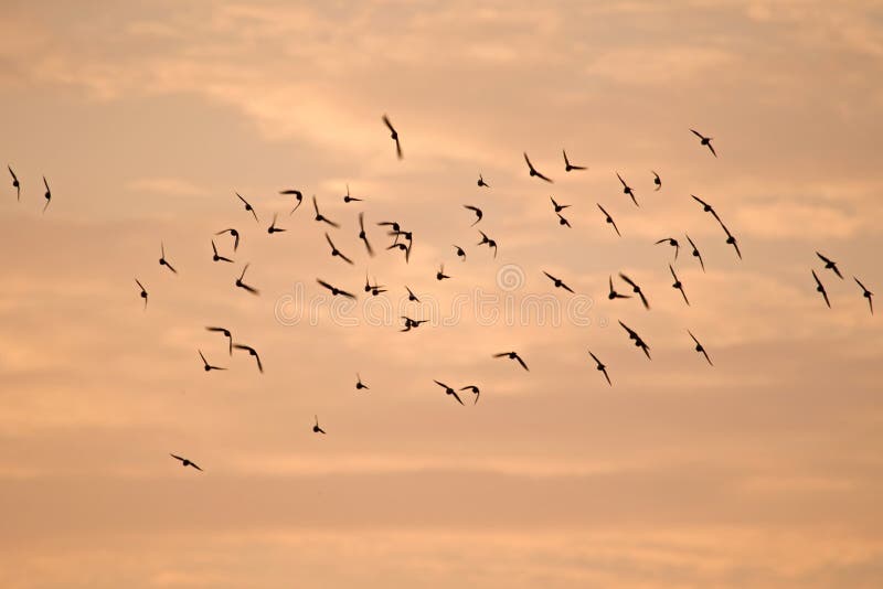 Sunset Crows Flock of Birds Sitting on Nature the Tree Winter Cold ...