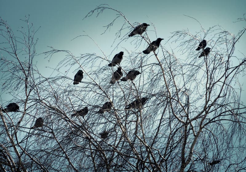 A Flock of Crows on a Birch Tree on a Clear Spring Day Stock Image ...