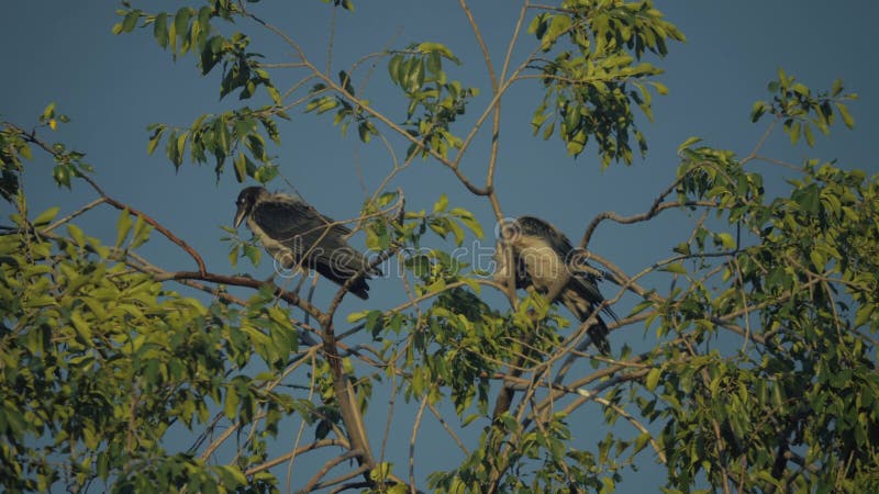 Flock Crows of Birds Ravens in the Summer Sits on a Tree. a Flock of ...