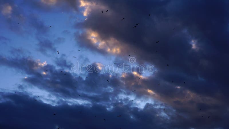 Flock of Crows Circling in the Dark Blue Sunset Sky with Cumulus Clouds ...