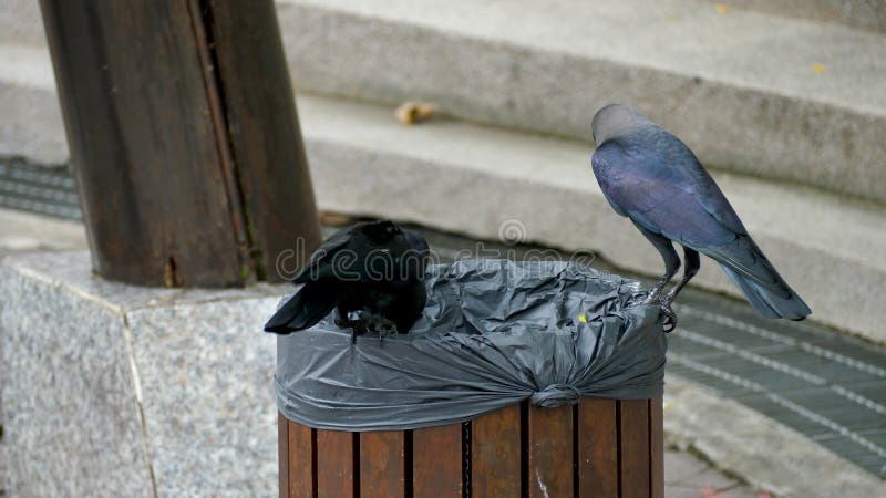 Flock of Crows Eating Garbage from Trash Bin and Doing Mess in Public ...