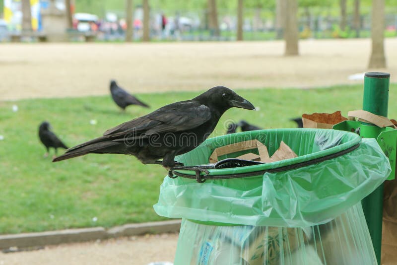 Flock of Crows Eating Garbage from a Trash Bin Stock Photo - Image of ...