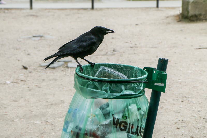 Flock of Crows Eating Garbage from a Trash Bin Stock Photo - Image of ...