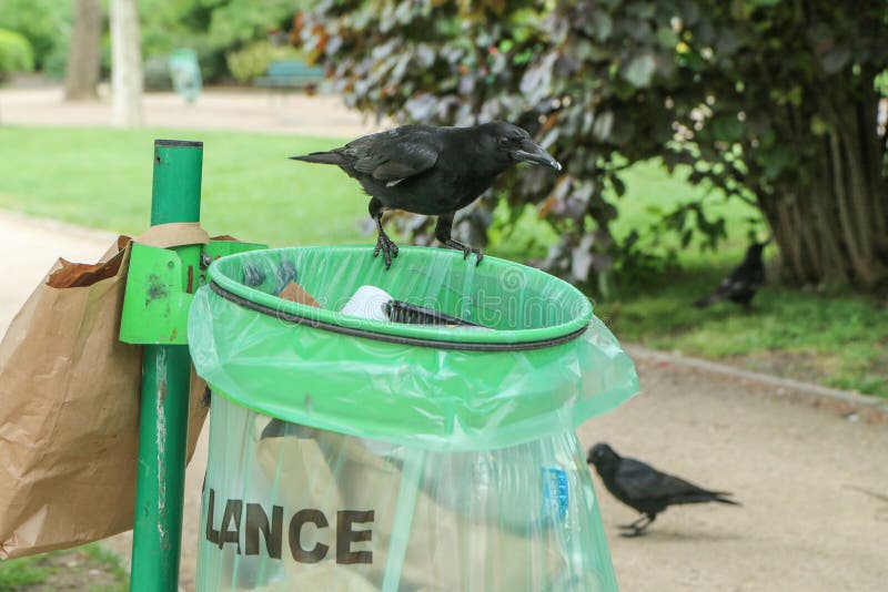 Flock of Crows Eating Garbage from a Trash Bin Stock Photo - Image of ...