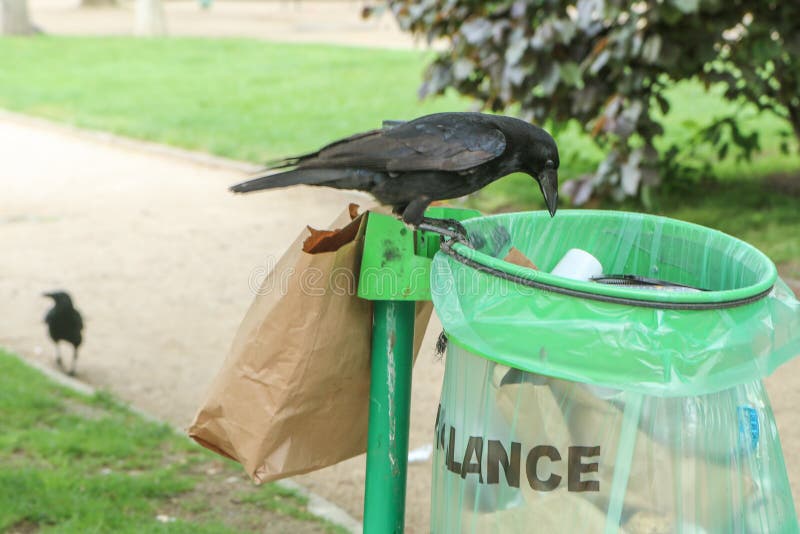 Flock of Crows Eating Garbage from a Trash Bin Stock Photo - Image of ...