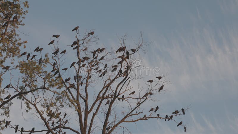 Flock of Crows Flies from the Treetops. Silhouette Flock of Birds, Fly ...