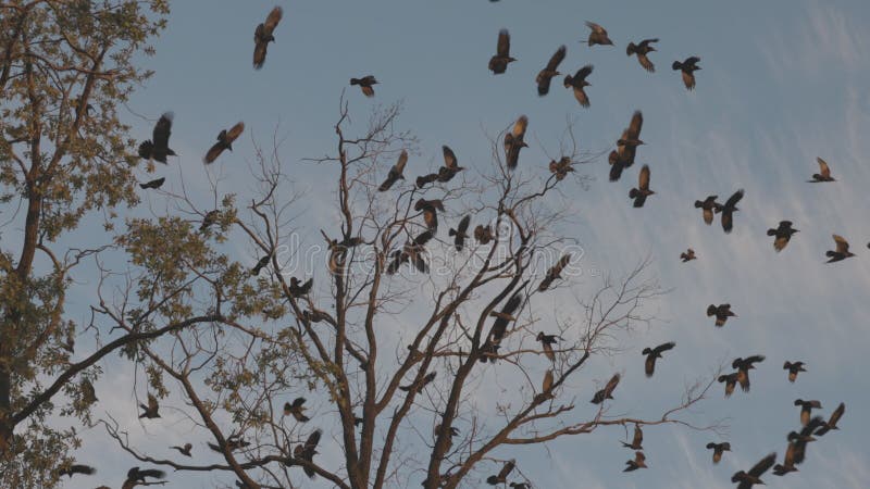 Flock of Crows Flies from the Treetops. Silhouette Flock of Birds, Fly ...