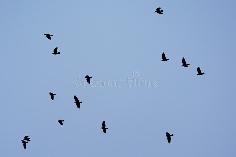 Flock of Crows in Flight on a Deep Blue Sky Stock Image - Image of ...