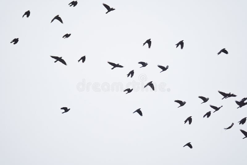 Flock of crows in flight stock image. Image of wild - 267518505