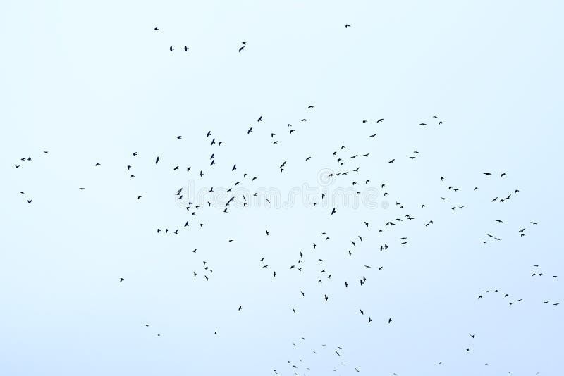 Flock of Crows in Flight on a Light Grey Stock Image - Image of flying ...