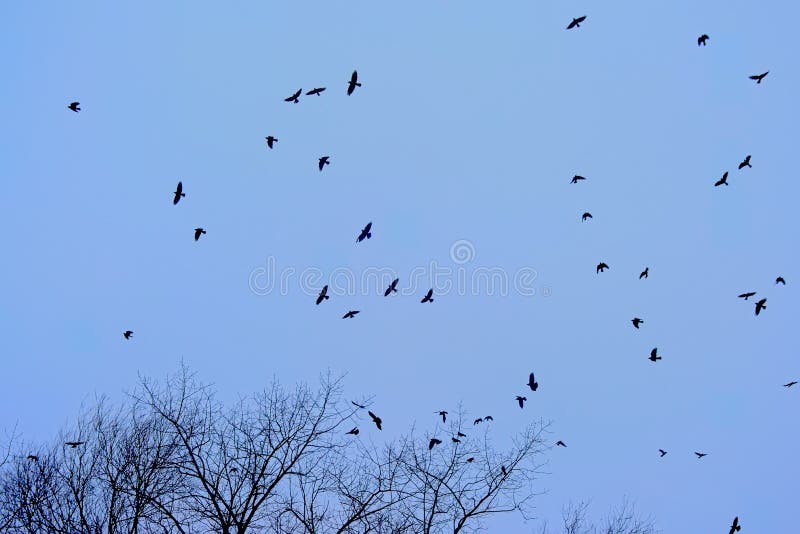 Flock of Crows in Flight on a Pale Blue Sky Stock Photo - Image of ...