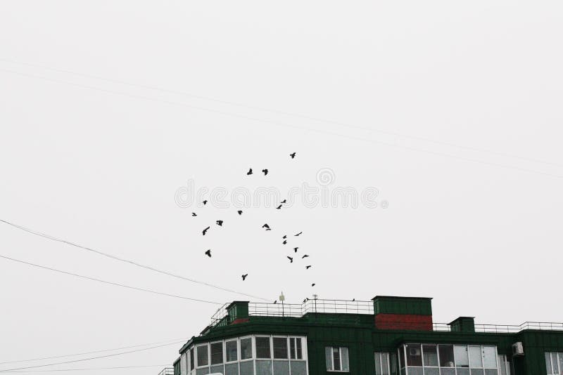 A Flock of Crows Fly Over the House Stock Image - Image of flock ...