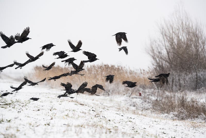 A Flock of Crows Flying Above the Frozen Fields Stock Photo - Image of ...