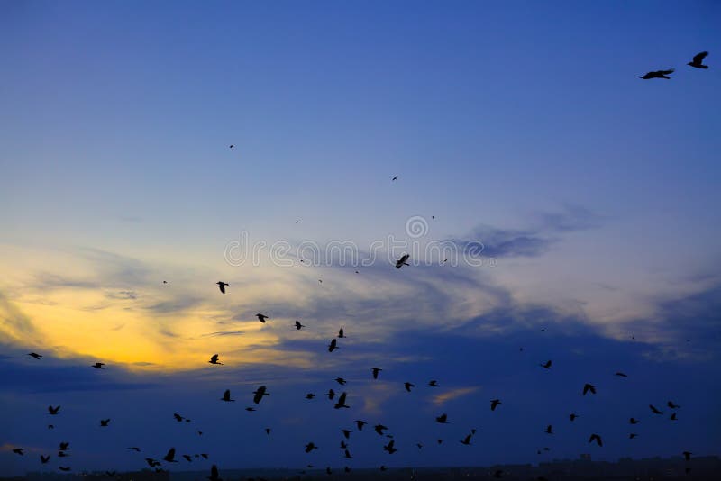Flock of Crows Flying Against of the Evening Sky Stock Image - Image of ...
