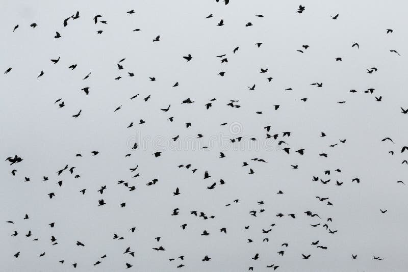 A Flock of Crows Flying High Stock Image - Image of contour, outline ...