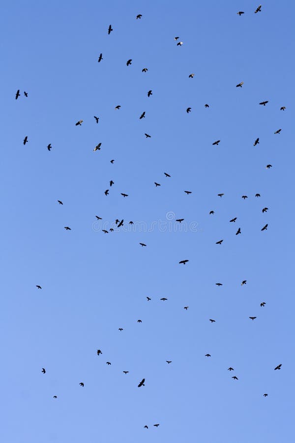 Flock of crows stock image. Image of lots, crows, flock - 36699649