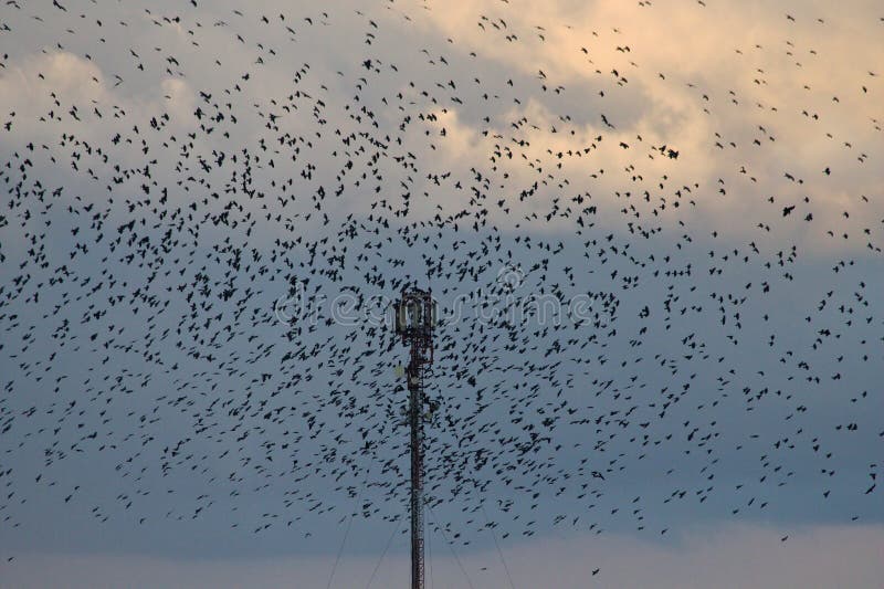 A flock of crows stock photo. Image of crows, raven, corbie - 48252274