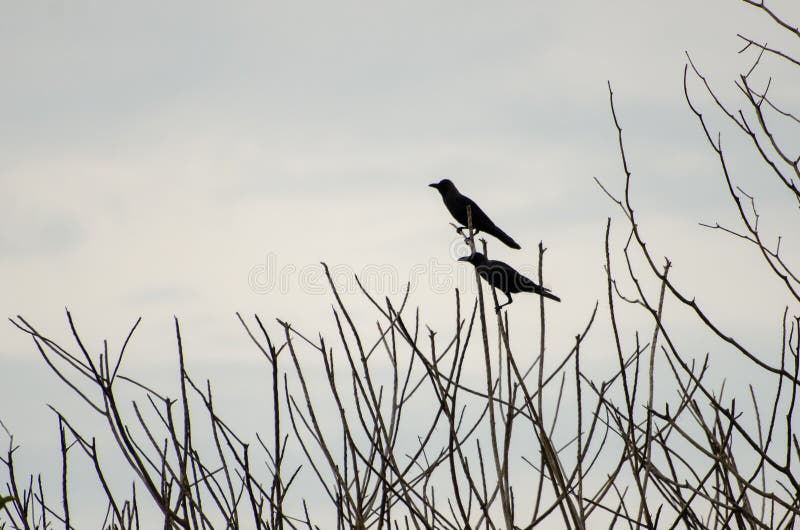 Flock of Crows Perched on Bare Trees Under a Cloudy Sky Stock Image ...