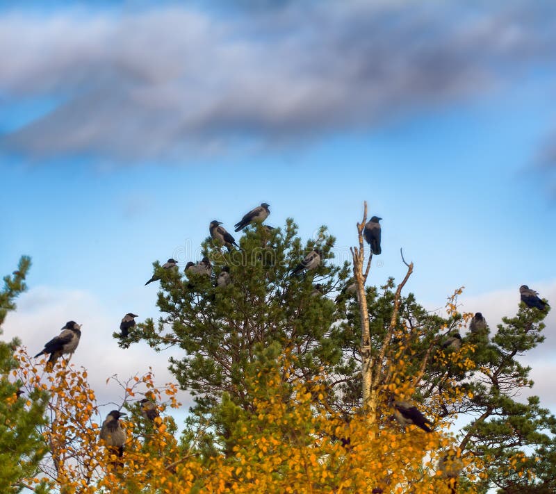 A Flock of Crows on a Birch Tree on a Clear Spring Day Stock Image ...