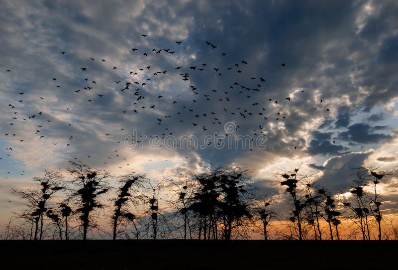 Sunset Crows stock image. Image of sunset, evening, beautiful - 4821019