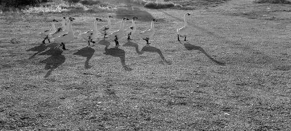 A Flock of Cute Geese with Their Shadows. Stock Image - Image of beak ...