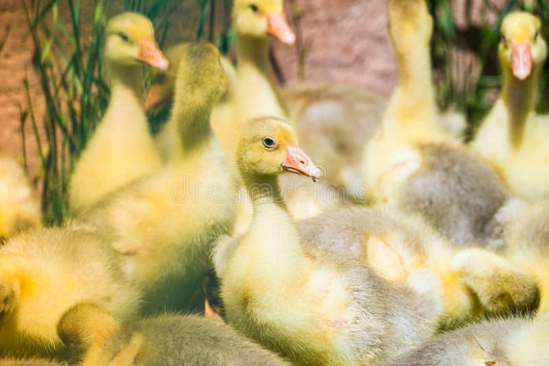 Flock of Cute Yellow Ducklings in Spring Stock Image - Image of beak ...