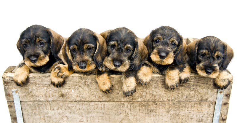 Puppies stock image. Image of dogs, puppies, pets, animals - 23301575