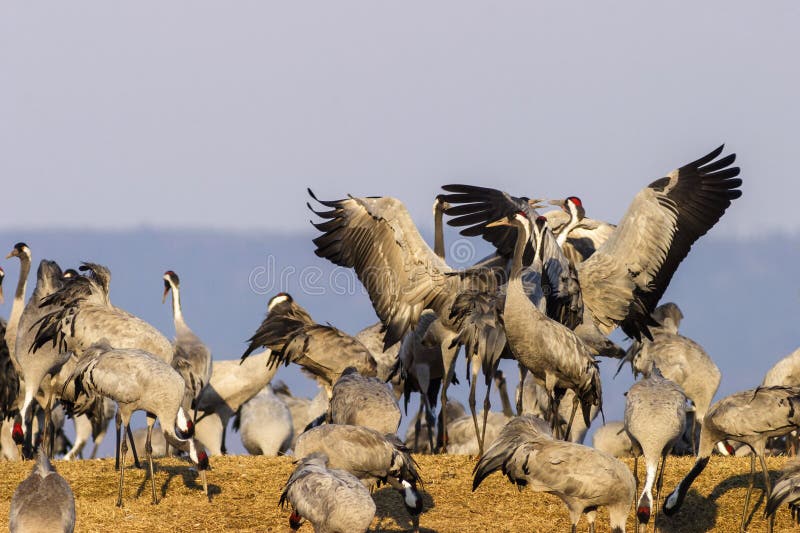 Flock of Dancing Cranes at Spring Editorial Stock Image - Image of wild ...