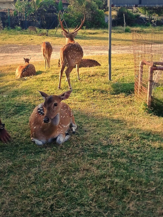 Flock of deer stock photo. Image of morning, ground - 140947756