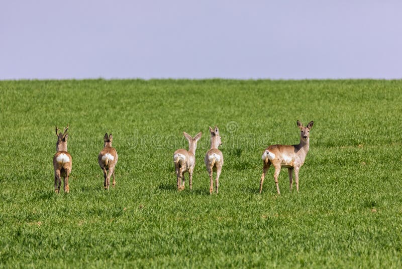 A Flock of Deer with Summer Grazing on Green Grass Stock Image - Image ...