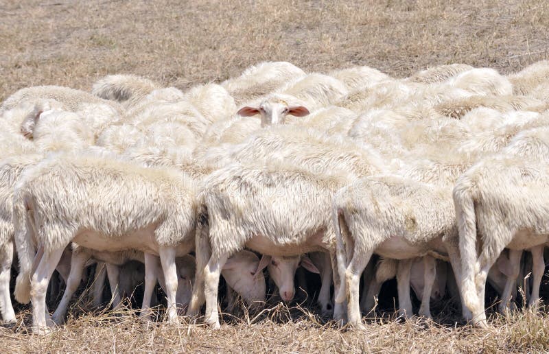 Unity of ants stock image. Image of strength, creature - 106825283