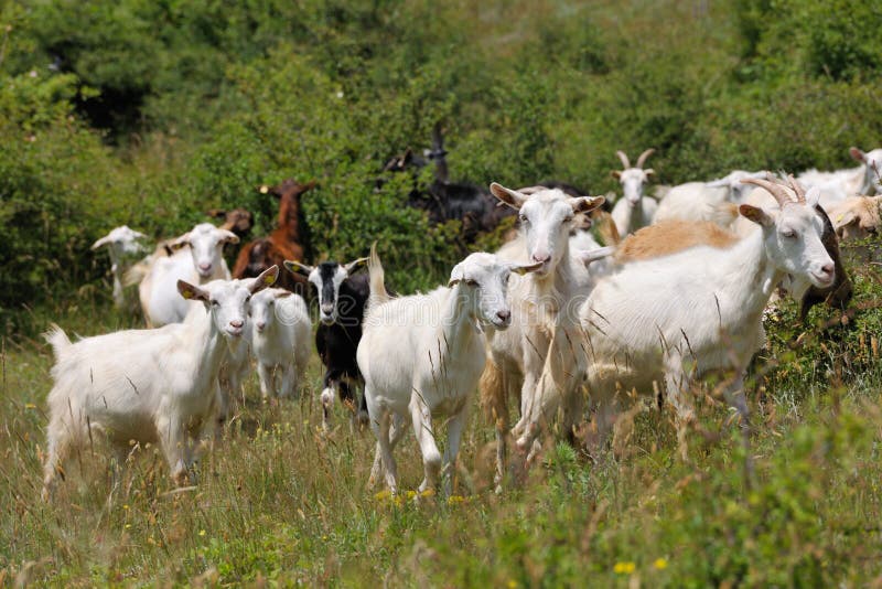 Flock of domestic goats stock image. Image of mammal - 21364471