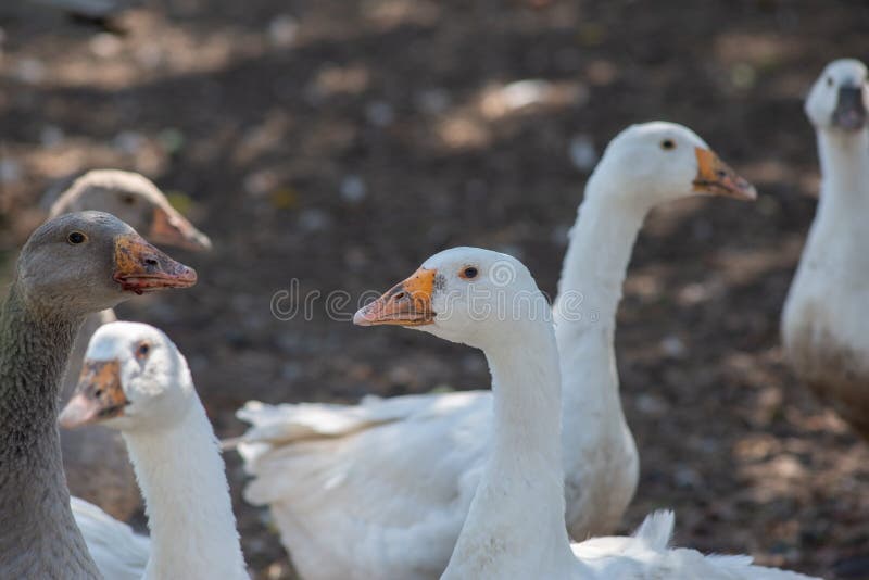 Flock of Domestic White Geese in the Village Stock Image - Image of ...