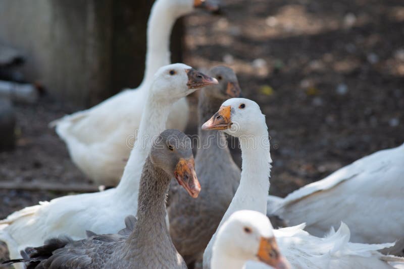 Flock of Domestic White Geese in the Village Stock Photo - Image of ...