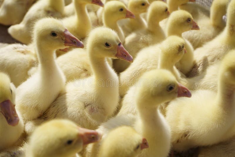 A little duck with fluff stock image. Image of flock - 184011225