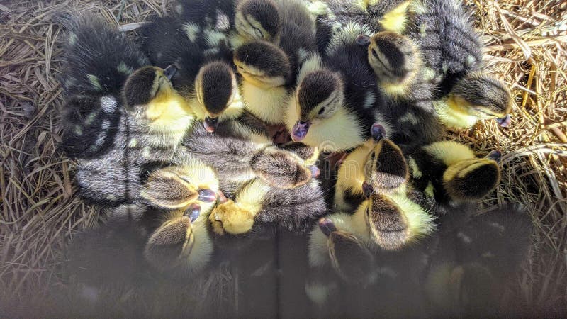 A Flock of Ducklings Just Hatched Stock Image - Image of wildlife ...