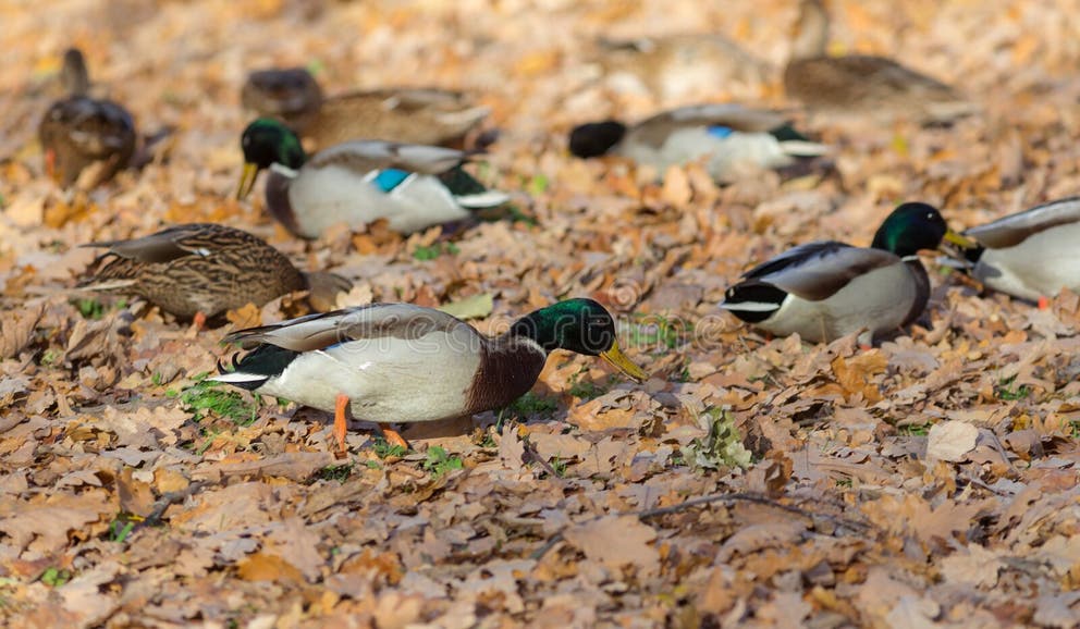 Flock of ducks in autumn stock photo. Image of female - 129404020