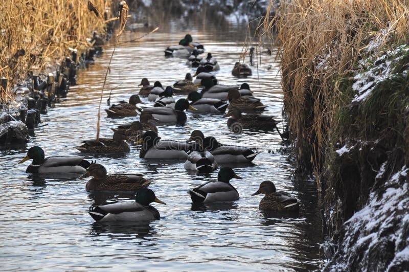A Flock of Ducks Birds Swims in a Stream in the Channel Stock Image ...