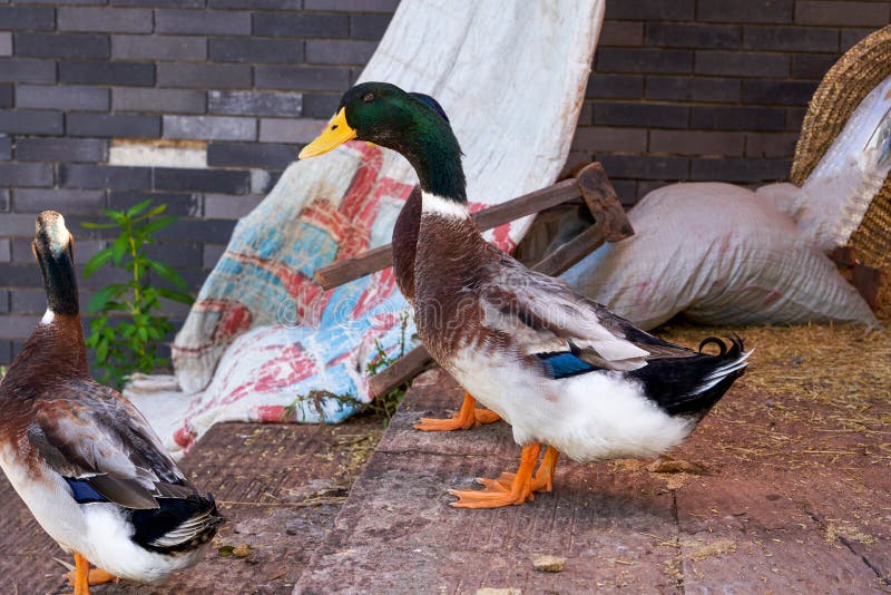 A Flock of Ducks, Blue-headed Ducks Stock Photo - Image of grass ...