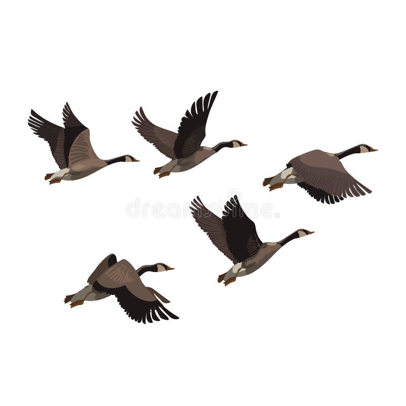 A Flock of Ducks. a Cartoon Flock of Birds. Vector Stock Vector ... A Flock of Ducks. a Cartoon Flock of Birds. Vector Stock Vector ...