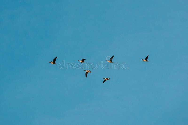 Flock of Ducks Flies in V-formation Flying in Sunny Blue Autumn Stock ...